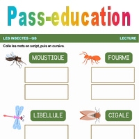 Script et cursive - Les insectes - Lecture : 3eme Maternelle - Cycle ...