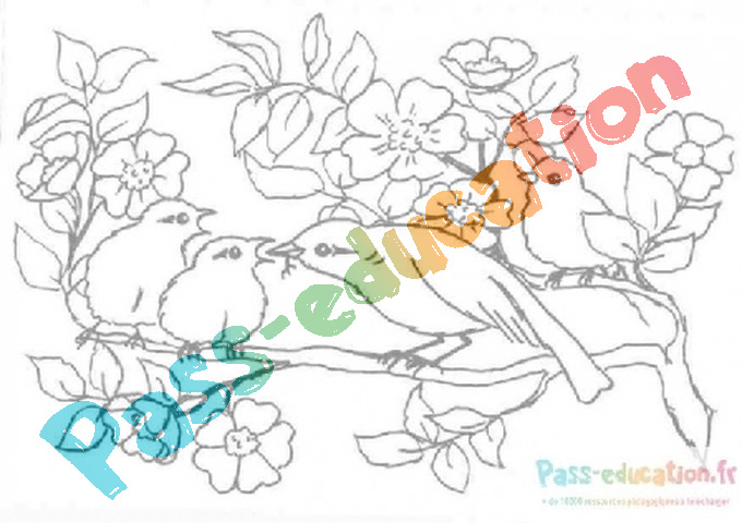 Coloriage gratuit - Fiches Oiseaux - PDF à imprimer