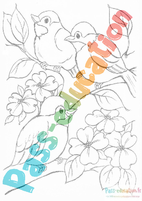 Coloriage gratuit - Fiches Oiseaux - PDF à imprimer