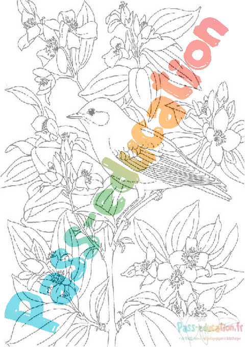 Coloriage gratuit - Fiches Oiseaux - PDF à imprimer