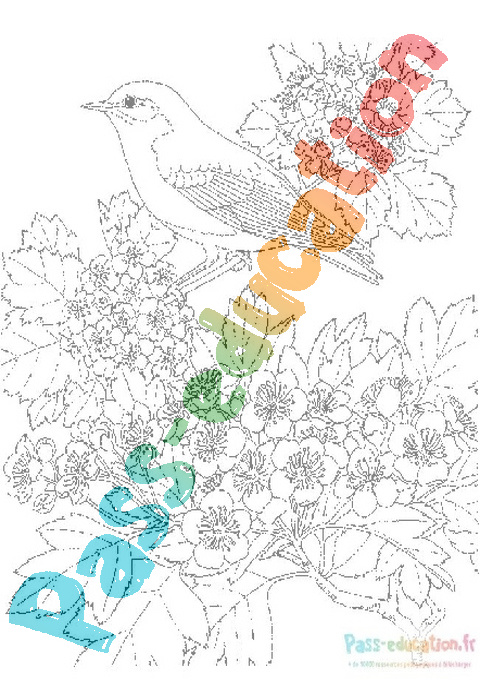 Coloriage gratuit - Fiches Oiseaux - PDF à imprimer