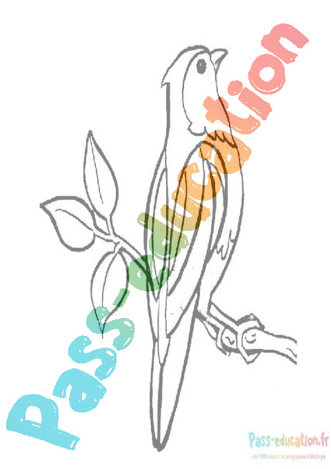 Coloriage gratuit - Fiches Oiseaux - PDF à imprimer