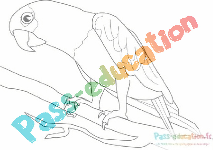 Coloriage gratuit - Fiches Oiseaux - PDF à imprimer