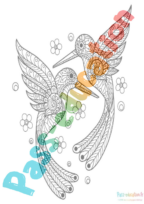 Coloriage gratuit - Fiches Oiseaux - PDF à imprimer