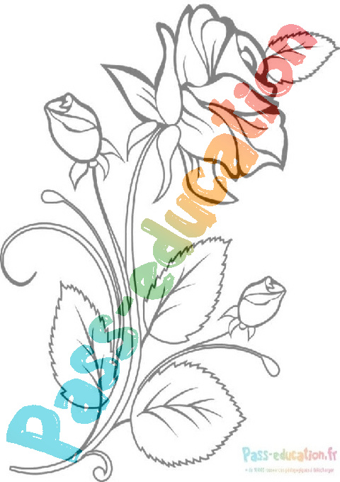 Coloriage gratuit - Fiches Rose - PDF à imprimer