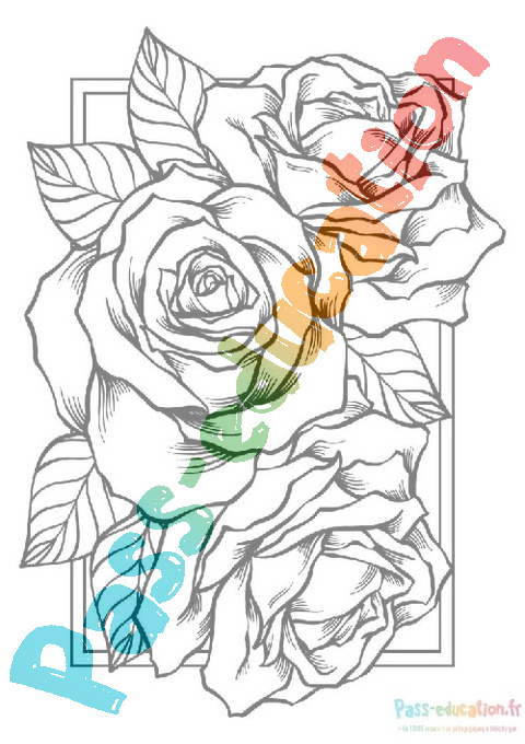 Coloriage gratuit - Fiches Rose - PDF à imprimer