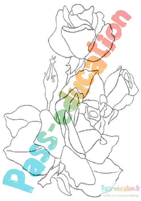 Coloriage gratuit - Fiches Rose - PDF à imprimer
