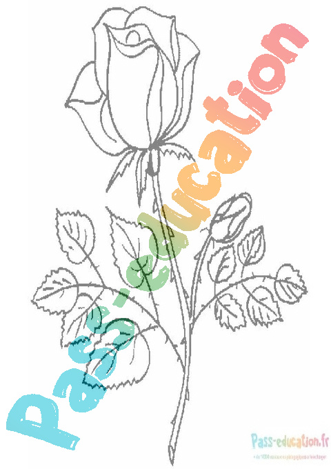 Coloriage gratuit - Fiches Rose - PDF à imprimer
