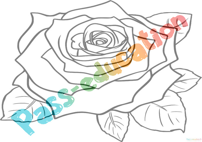 Coloriage gratuit - Fiches Rose - PDF à imprimer