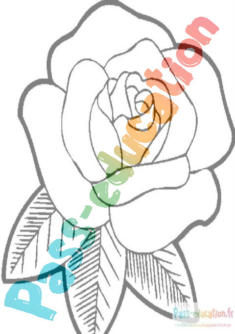 Coloriage gratuit - Fiches Rose - PDF à imprimer
