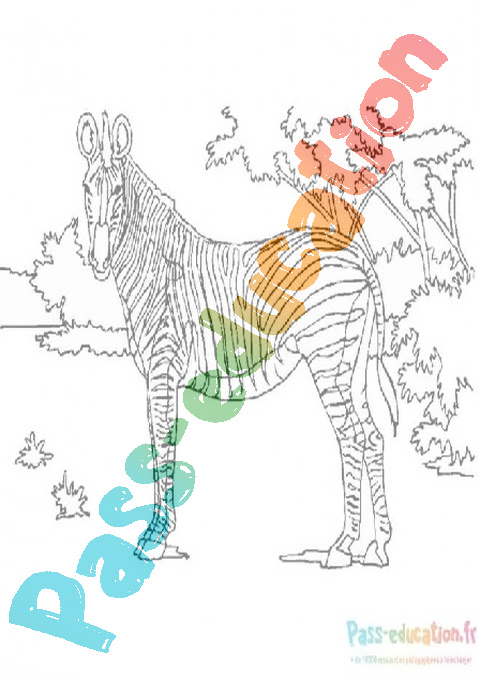 Coloriage gratuit : Zèbre - PDF à imprimer