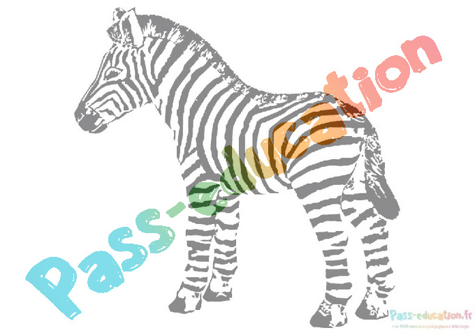 Coloriage gratuit : Zèbre - PDF à imprimer